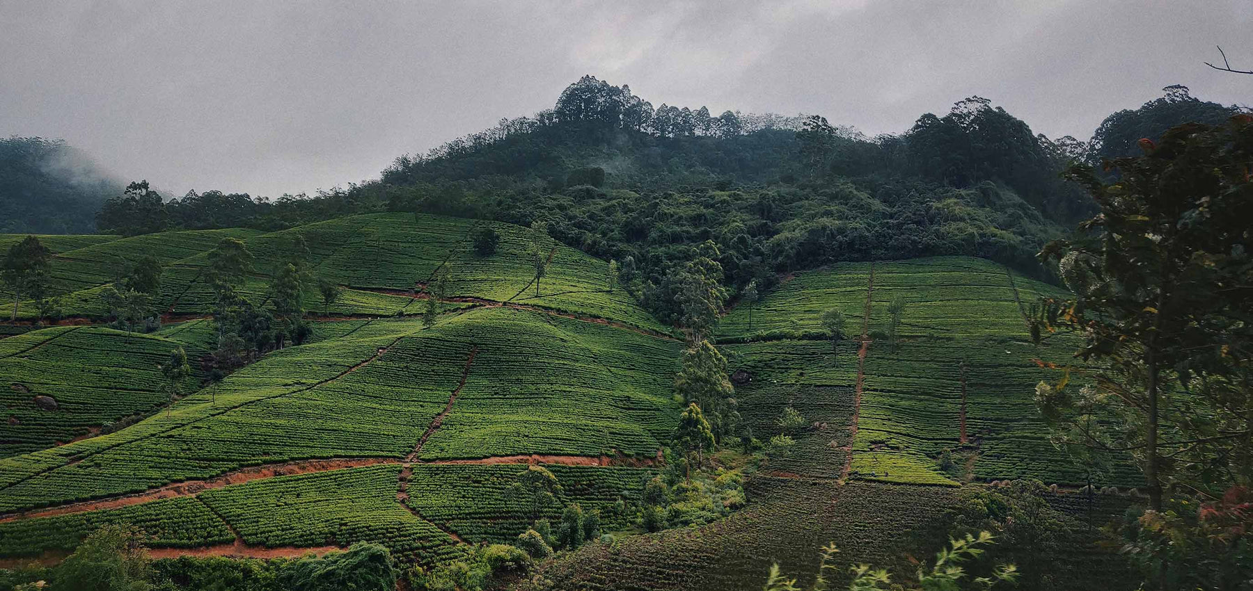 What is Matcha? – Matcha Botanicals